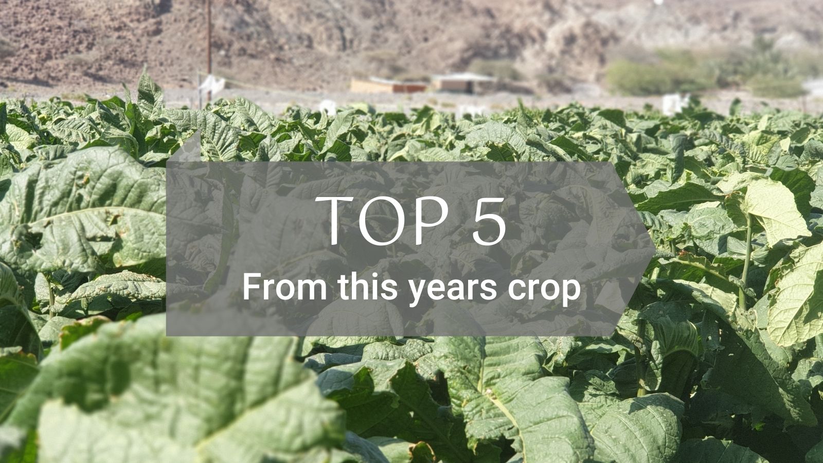 Top 5 Dokha Blends From Year's Crop - Dokha Online - Enjoy Dokha