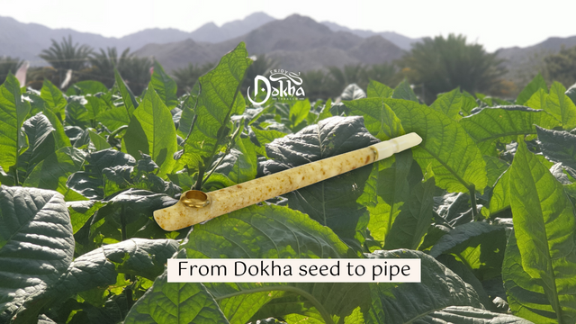 From Dokha Seed to Pipe | Dokha tobacco | Enjoy Dokha